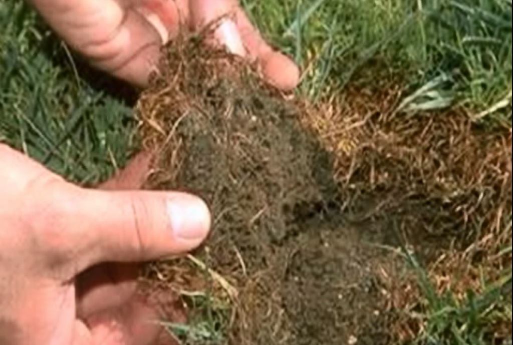 Billbugs | ServiceMaster Lawncare - Fredericton